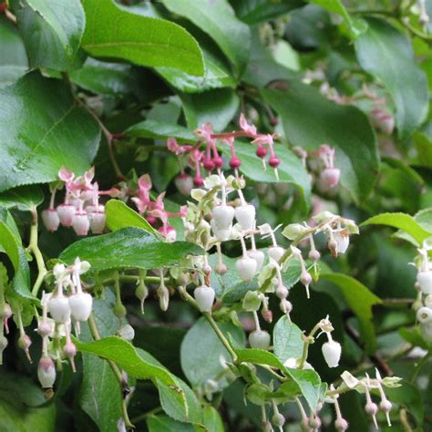 Gaultheria Shallon Salal Satinflower Nurseries