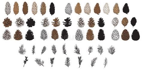 Pine Cones Stock Vector Illustration Of Needles Trees 100407350