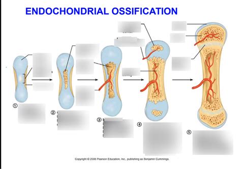 Endochondral Ossification Diagram Quizlet