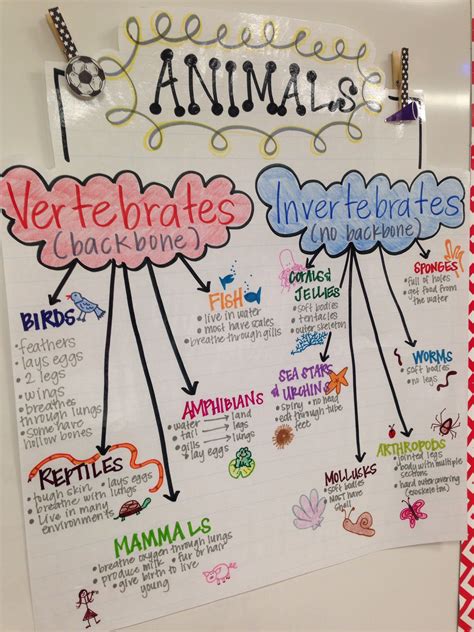 Classifying Animals Classifying Animals
