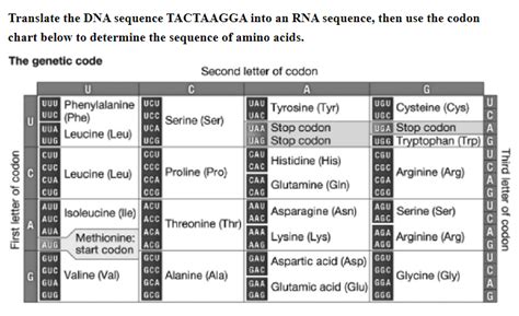Solved Ucc Serine Ser Translate The Dna Sequence Tactaagga