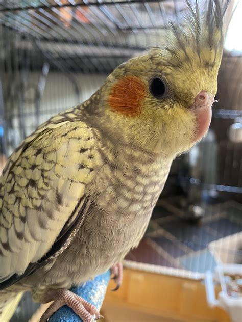 Any Help Identifying The Color Mutation Rescued Two Young Tiels Naru And Misa R Cockatiel
