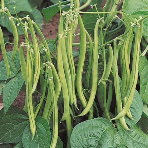 Jual 15 Biji Benih Buncis Hibrida Tewe Shopee Indonesia