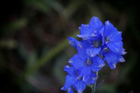 Delphinium In Cobalt Blue It Makes Me Beam Delphinium Landscape