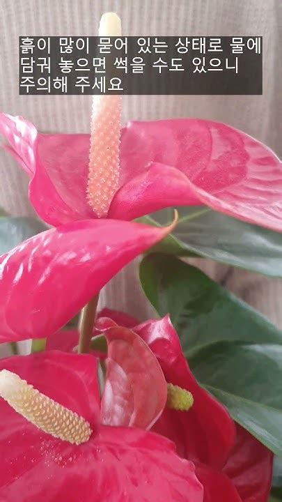 안스리움 일년내내 수경재배로 쉽게 키우는 방법 Youtube