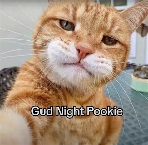 Pookie Meaning And Definition How To Use It In Conversation