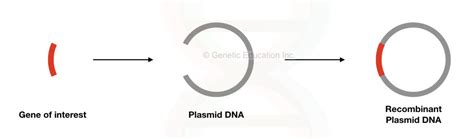 Plasmid DNA Structure Function Isolation And Applications