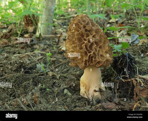 Morel Tree Identification