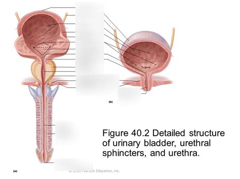 Difference Between Male And Female Urinary Bladder At Walter Lawrence Blog
