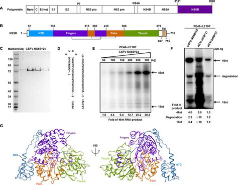 Overall Structure Of Csfv Ns5b A Schematic Diagram Of The Csfv Download Scientific Diagram