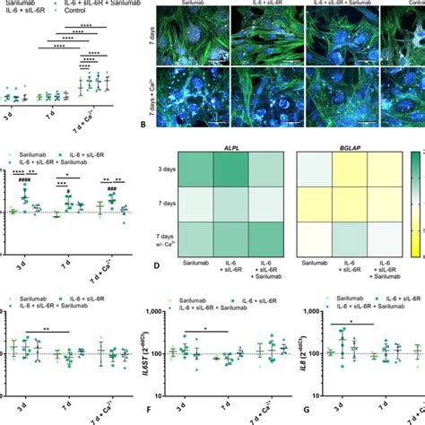 Influence Of Different Stimulation Regimes On Osteoblastic Download Scientific Diagram