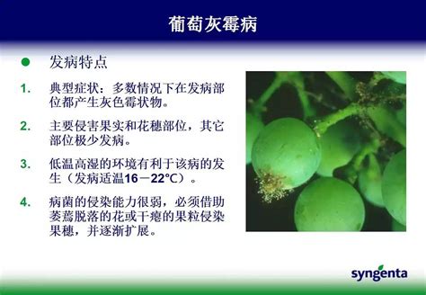 先正达葡萄解决方案 智农361 农事百科