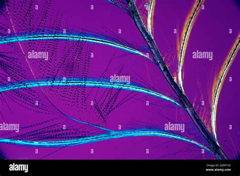 Polarised Light Micrograph Of A Neck Feather From Garrulus Glandarius
