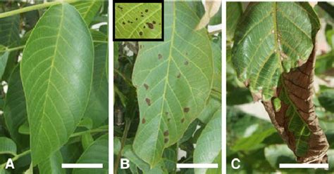 Silencing Of Jrppo1 Induces A Lesion Mimic Phenotype A Wild Type
