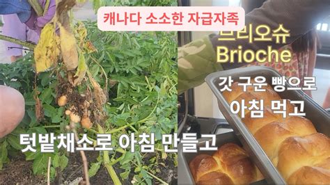 마지막 감자수확 혜자는 두더지였네 텃밭채소로 스프 만들고 갓 구운 빵으로 아침먹고 주말 일상 이야기 Youtube