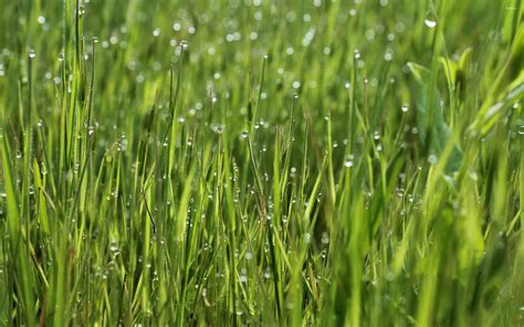 Wet Grass Wallpapers Wallpaper Cave