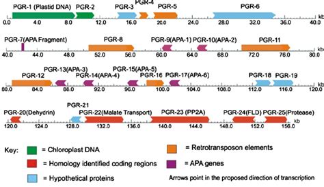 Schematic Of The Distribution Of Putative Genes Identified In P Download Scientific Diagram