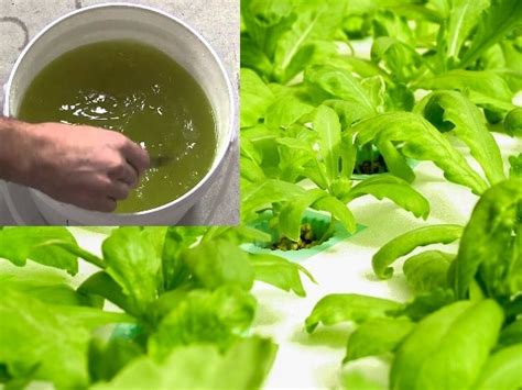 Homemade Hydroponic Nutrient Solution Guide Gardening Tips