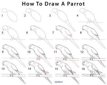 How To Draw A Parrot Step By Step Pictures Artofit