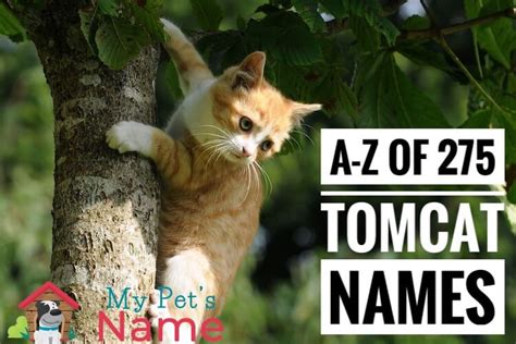 Male Cat Names The A Z Of Terrific Tomcat Names My Pet S Name
