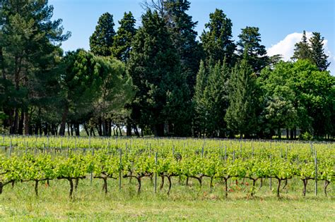 알 필 프랑스 남부 프로방스 초여름의 포도밭에서 로즈 레드 화이트 와인 생산 0명에 대한 스톡 사진 및 기타 이미지 0명