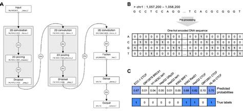 Example Convolutional Neural Network Cnn Model Designed Using Dleb