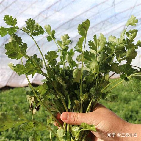 香菜什么时间种植香菜种植方法有哪些看完这篇文章不用再愁没有香菜做汤了 知乎