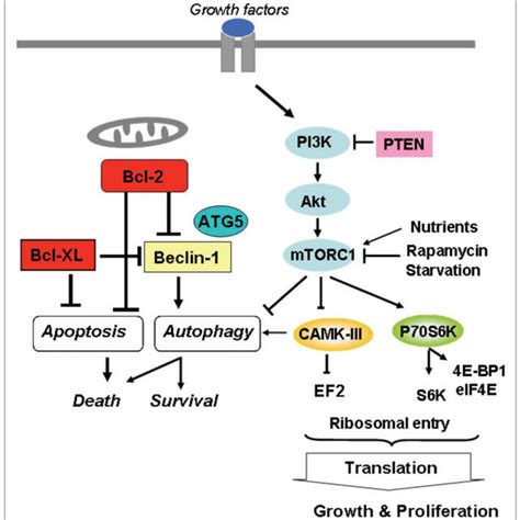 Regulation Of Autophagy And Apoptosis Is Intertwined The Crosstalk