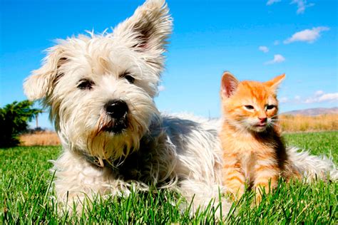 Картинки Пород Собак И Кошек — Фото Картинки