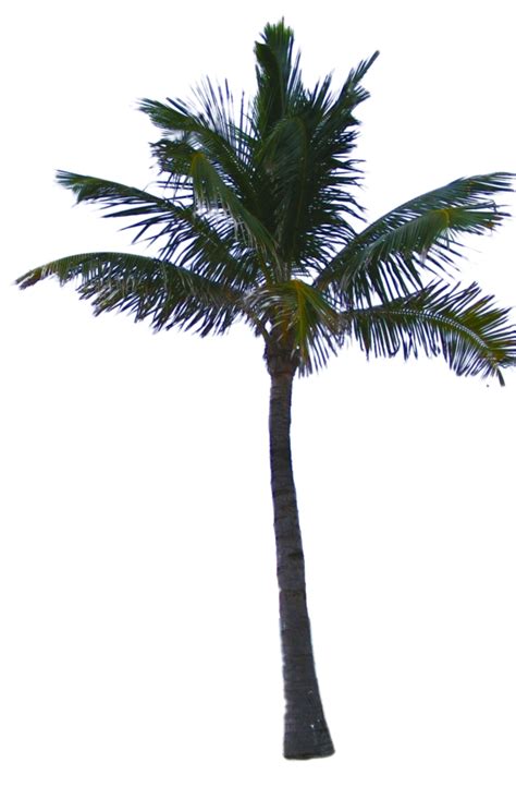 Palm Tree Tube Stock PNG High Quality Image