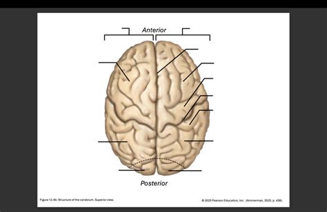 Lab 11 Diagram Quizlet