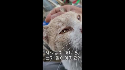 주인 대신 마중 나와준 고양이의 격한 반응 Youtube