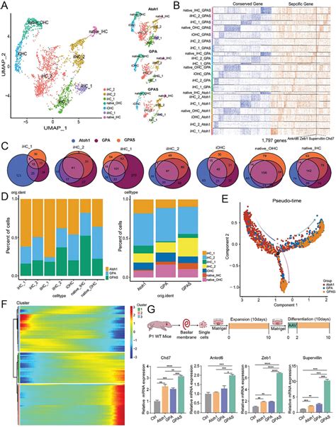Single‐nucleus Transcriptomic Analysis And Cell Trajectory Analysis Of