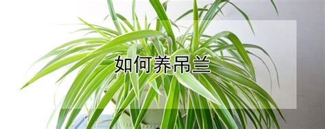 如何养吊兰 发财农业网