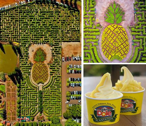 Pineapple Maze Hawaii
