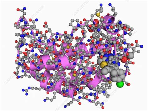 Bromodomain Of Human Brd4 Complex Molecular Model Stock Image C051 1443 Science Photo Library