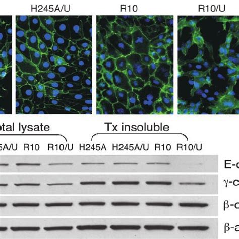 Altered E Cadherin Distribution And Loss Of E Cadherin From The Download Scientific Diagram