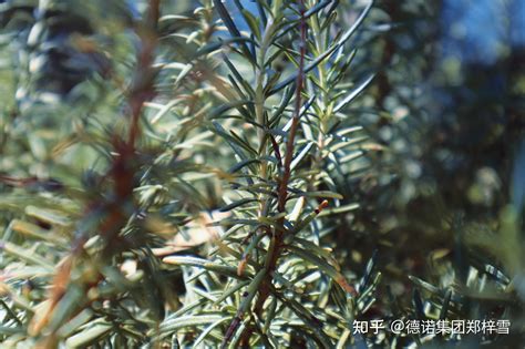迷迭香提取物的有效成分和抗氧化机理 知乎