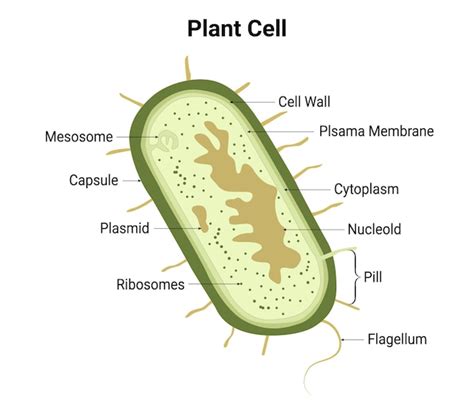 Premium Vector Diagram Plant Cell Design Vector Illustration