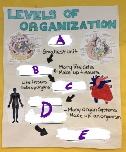 Exam Overview Flashcards Quizlet