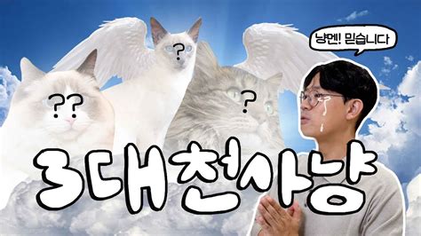 Sub 수의사가 경배하는 천사 고양이 3대장 Youtube