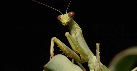 Do Praying Mantis Actually Pray Insects Authority