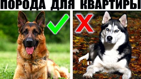 Большие породы собак которые подойдут для содержания в квартире Youtube