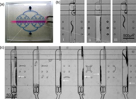 ͑ A ͒ Photograph Of The Microvalve Based Microfluidic Device Used In