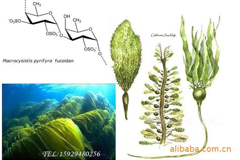 褐藻糖胶 褐藻胶 褐藻胶图片 大山谷图库