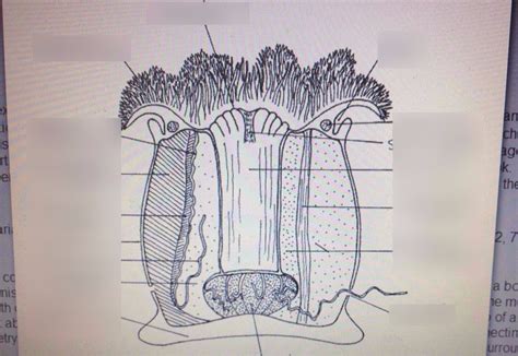 Metridium Diagram Diagram Quizlet