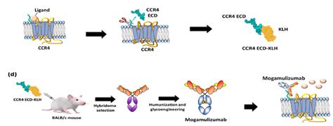 功能性gpcr抗原的设计和制备策略 知乎