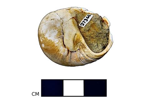 Fossil Type Specimens In The Condon Fossil Collection