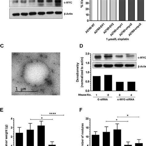 Sirna Based Silencing Of C Myc Two Different Sirnas Targeting Exon 2 Download Scientific