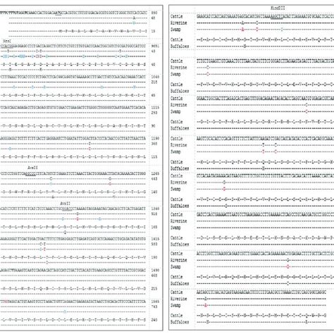 Multiple Alignment Nucleotide Sequences Top 3 Lines Of The Bubalus Download Scientific